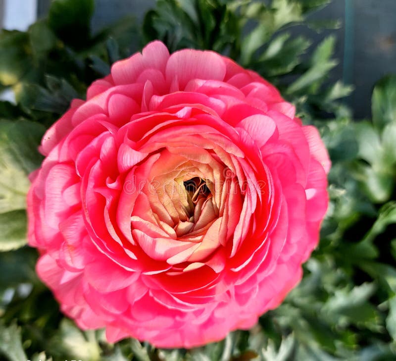 Red Bud of Ranunculus Flowering Branch Stock Photo - Image of flowering ...