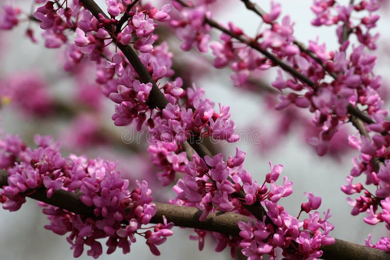 Red Bud Tree Blooms stock photo. Image of north, animals - 655728