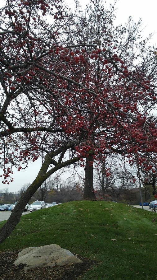 Red bud tree stock photo. Image of tree, delicate - 100614214