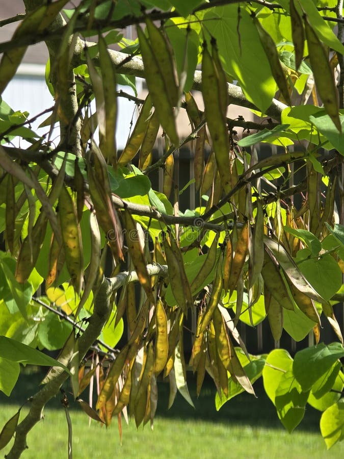 A Cluster of Seed Pods Hang Under the Limbs of the Red Bud Tree Stock ...