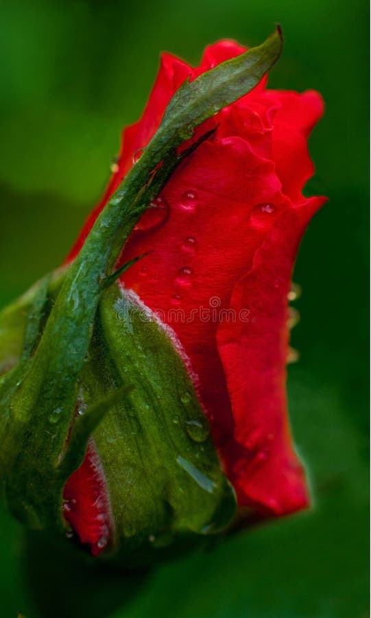 Red Bud of an Unopened Rose on a Green Background of Leaves. Stock ...