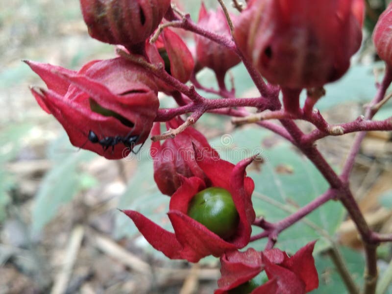 Red budding flower stock image. Image of environment - 115908983