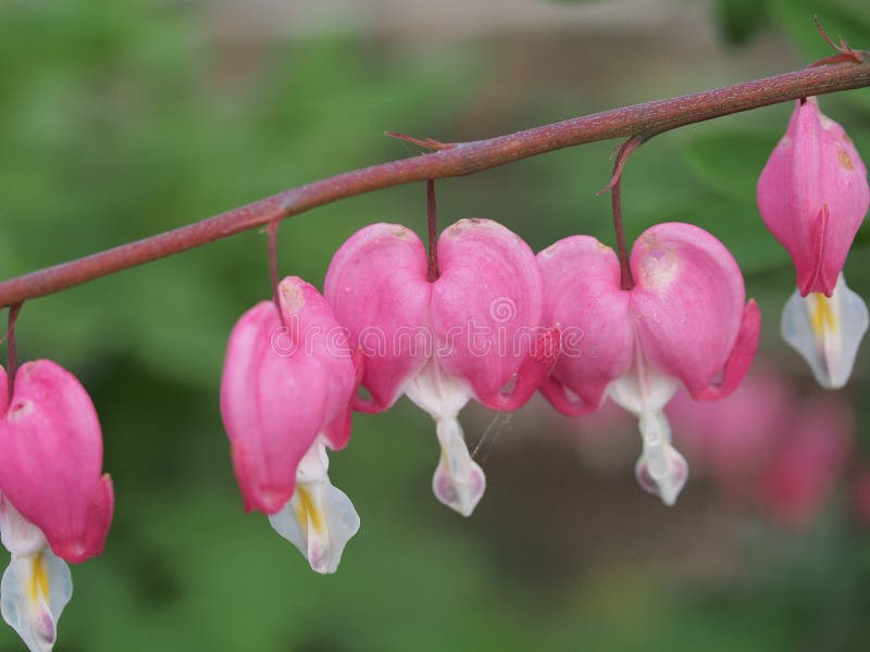 Red Buds of the Broken Heart Flower Stock Image - Image of copyspace ...