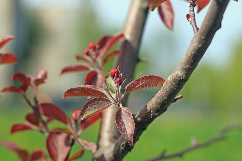 Red Buds Budding on the Tree Stock Image - Image of flowering, bright ...