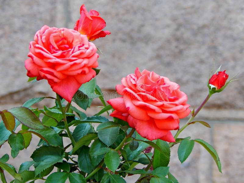 Red buds of fragrant roses stock image. Image of nature - 119452153