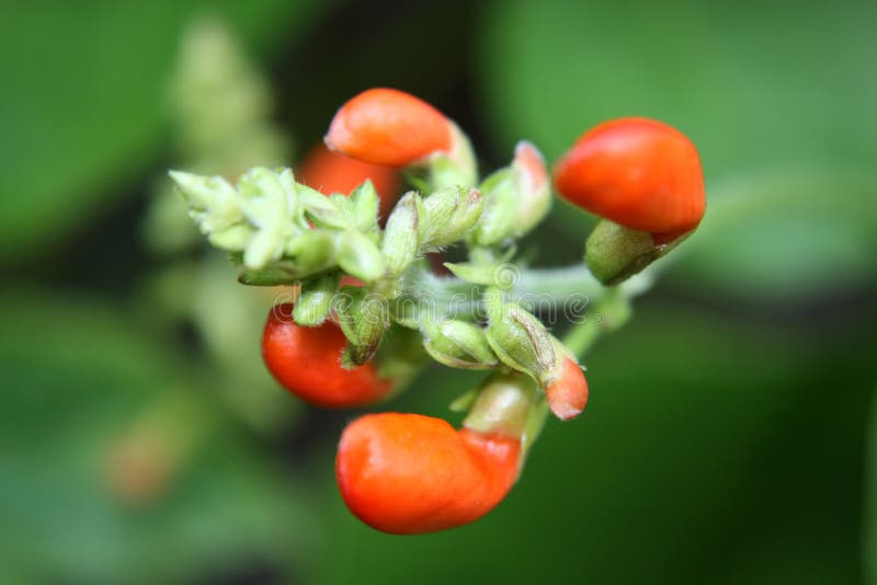 Red Buds on Green Bean Plant Stock Photo - Image of detail, growing ...