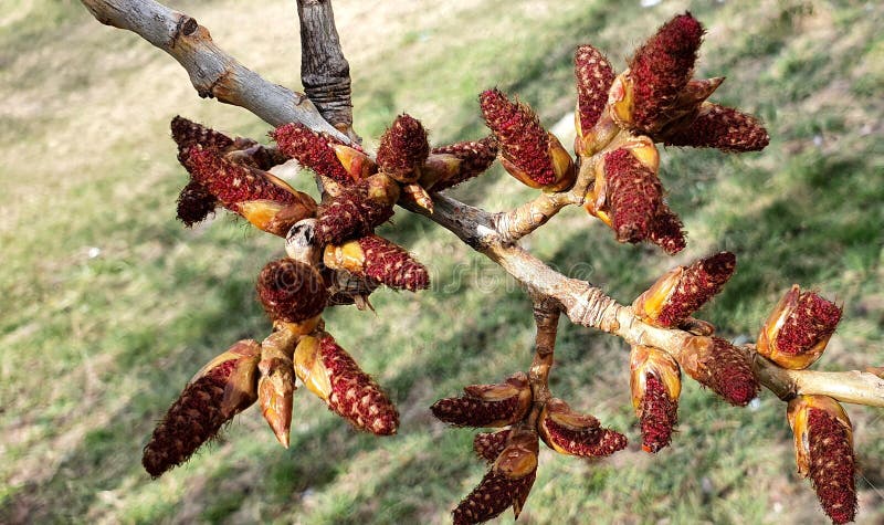 Red Buds of Poplar Tree in Spring Stock Photo - Image of blossom, fruit ...