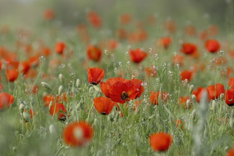 Buds of Poppy Flowers on a Green Evening Spring Field Stock Photo ...