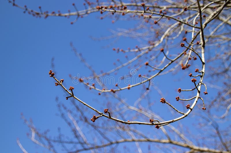 Red Maple Tree Budding in Springtime Stock Image - Image of springtime ...