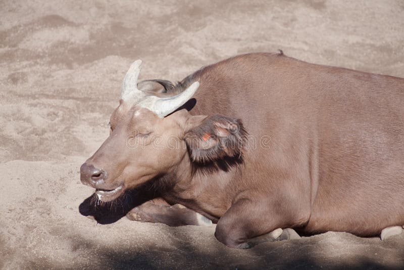 Red Buffalo stock photo. Image of large, africa, lying - 16482978