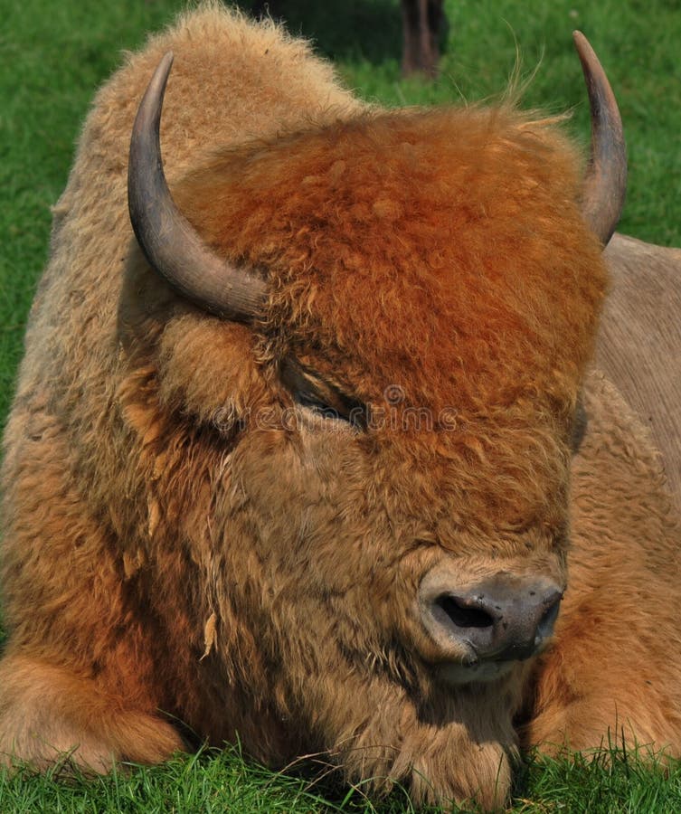 Red buffalo stock image. Image of horns, buffalo, animal - 124567569