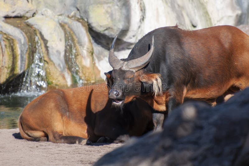 Red buffalo stock photo. Image of horns, outdoors, dangerous - 178114858
