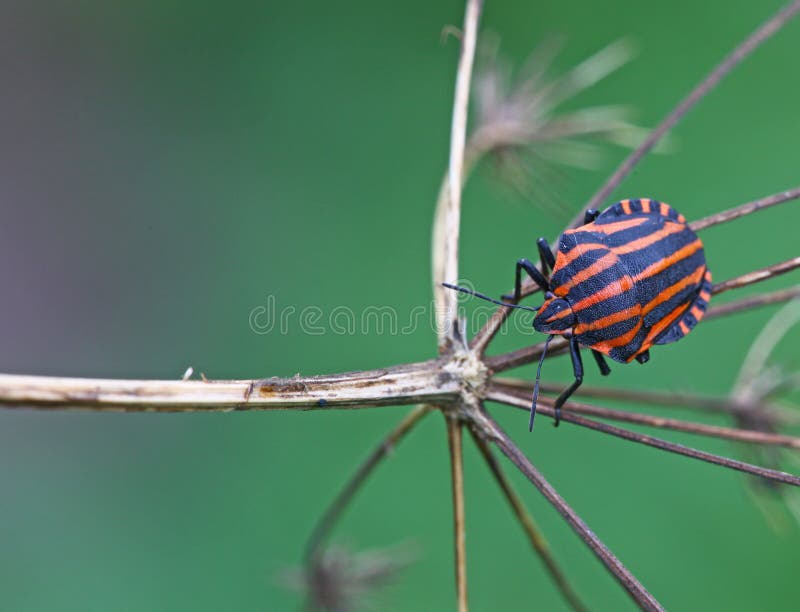 Red bug stock photo. Image of crawl, italicum, rainbow - 10935216
