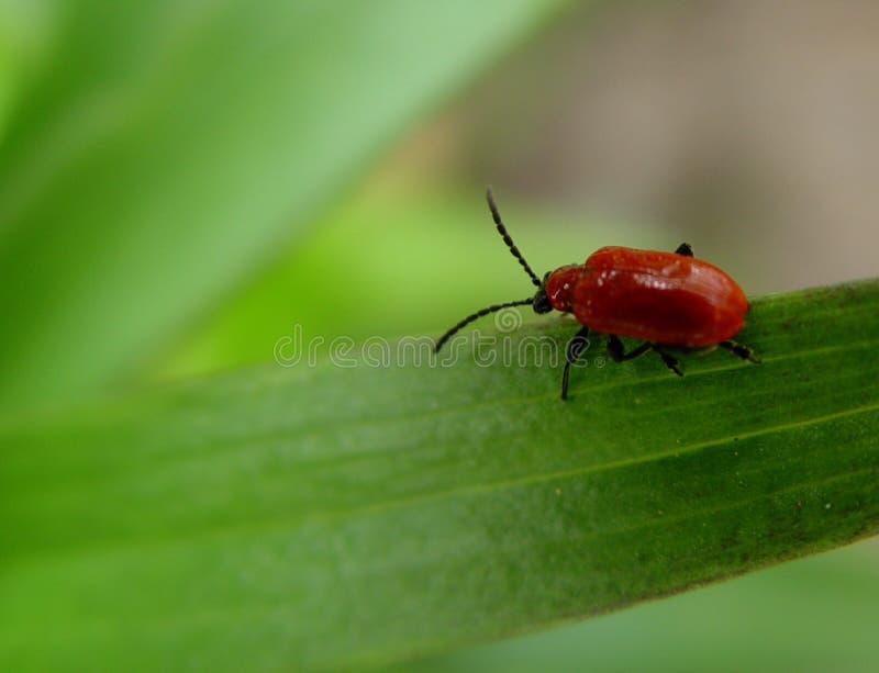 Red Bug stock photo. Image of rear, volkswagon, brazil - 2343470