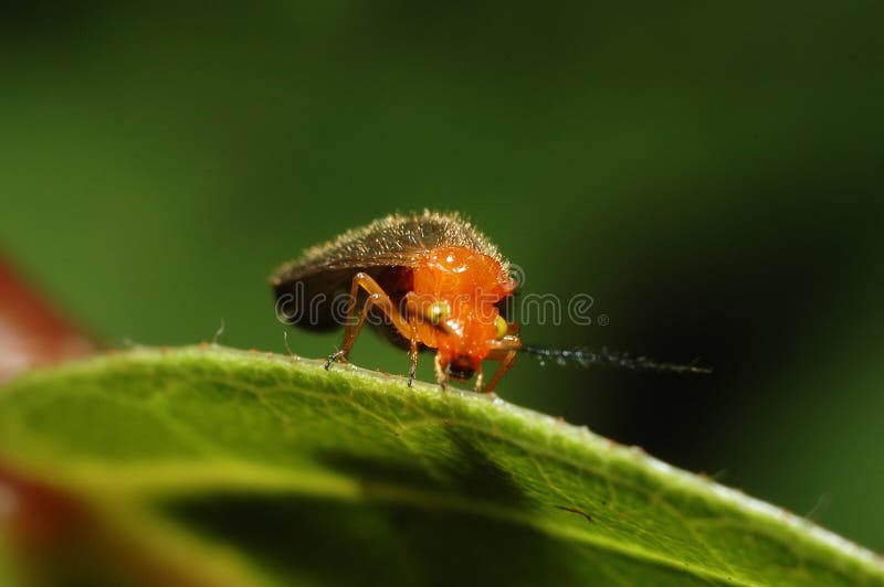 Red Bug Picture. Image: 1822816