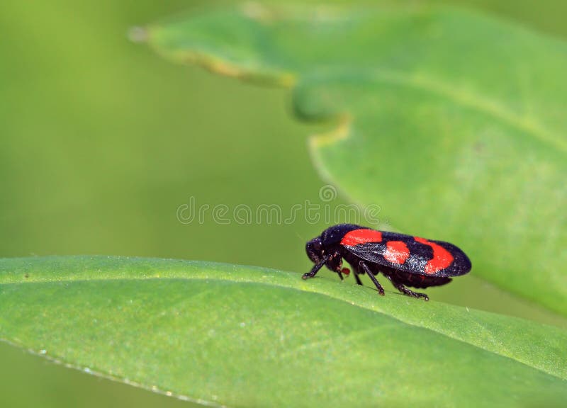 Red bug stock photo. Image of agriculture, plant, animal - 25663950