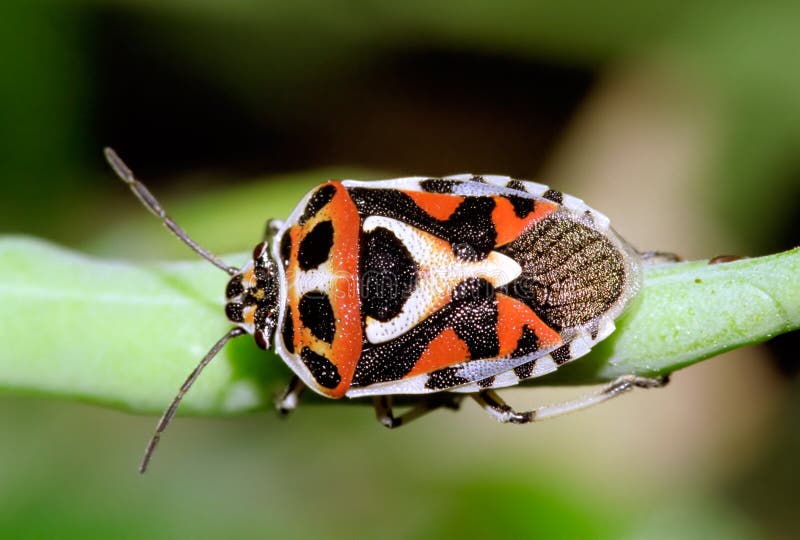 Red Bug stock image. Image of harlequin, pentatomidae - 5212965