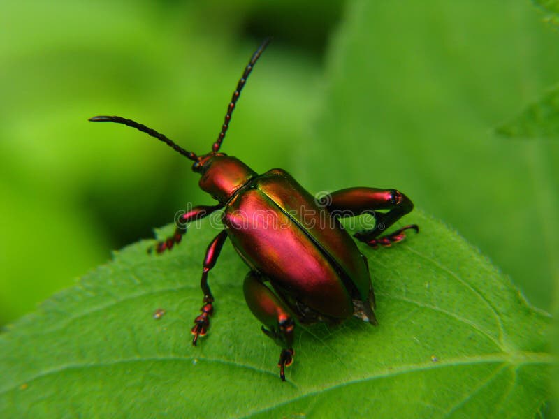 Red lily leaf beetle bug stock image. Image of insect - 2453191
