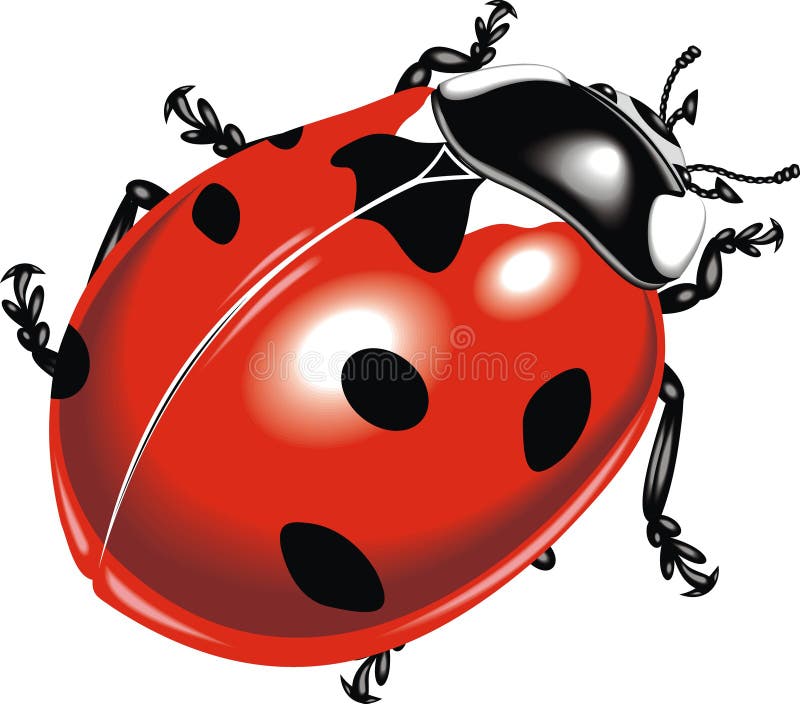 Funny lady bug cartoon stock vector. Illustration of cheerful - 31865492
