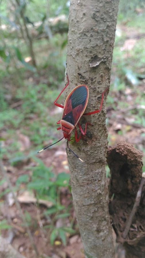 A Red Bug on the Bark of the Tree...... Stock Image - Image of bark ...