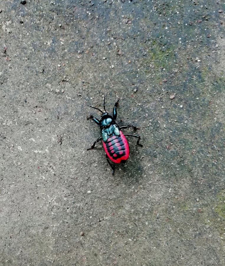 173 Shield Rectangular Stock Photos - Free & Royalty-Free Stock Photos ...