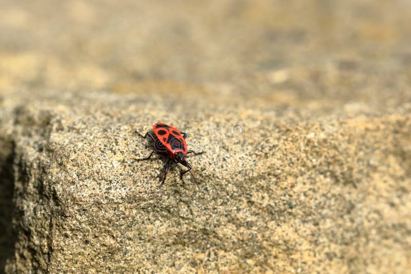 Red Bug with Black Dots Firebug on Wooden and Sandstone Background ...