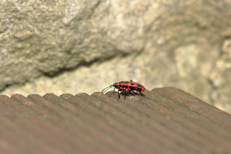 Red Bug With Black Dots Firebug On Wooden And Sandstone Background ...