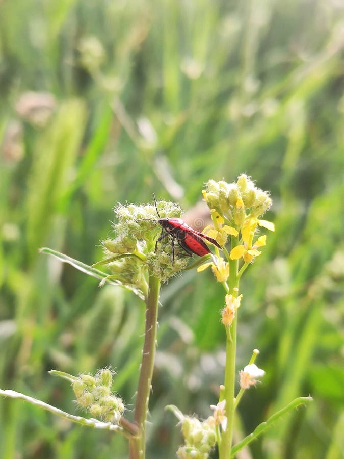 Red Bug with Black Spots on a Wild Flower in Spring Stock Image - Image ...