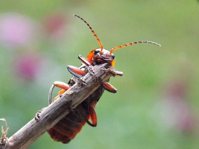 Red bug on a branch stock photo. Image of honeybee, insect - 342498110