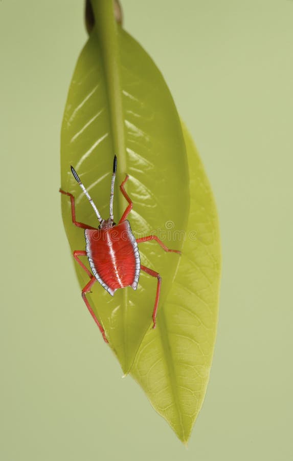 Red Bug stock photo. Image of green, attractive, leaf - 103043920
