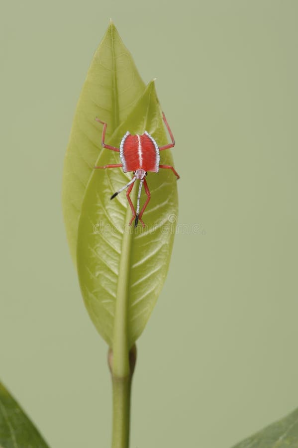 Red Bug stock image. Image of nature, plant, attractive - 103045011