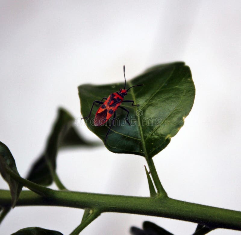 A red bug crawling stock image. Image of crawling, butterfly - 219856445