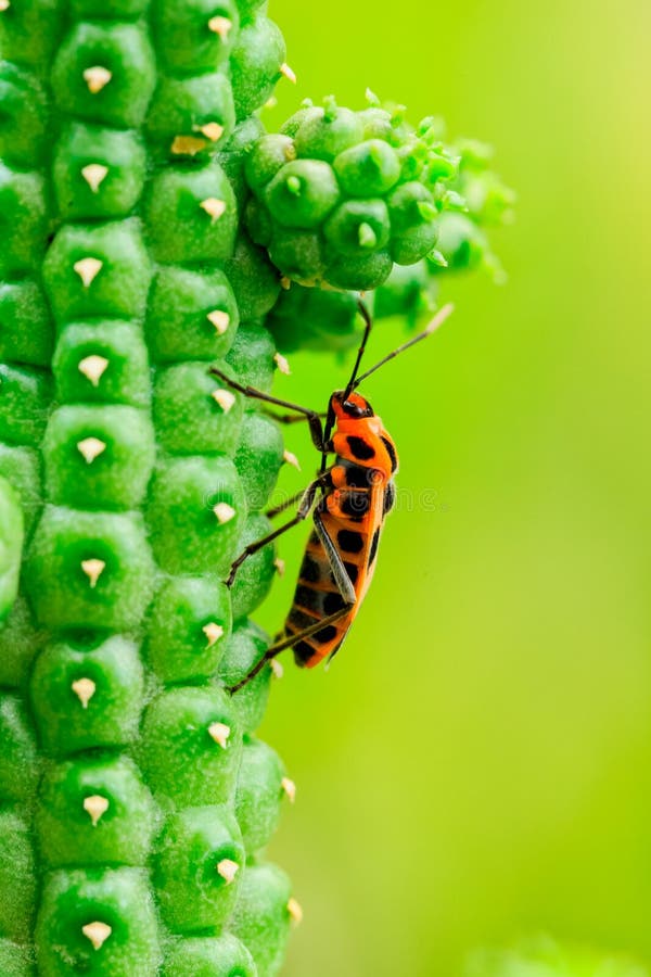 Red bug on green cactus stock image. Image of succulent - 75227219