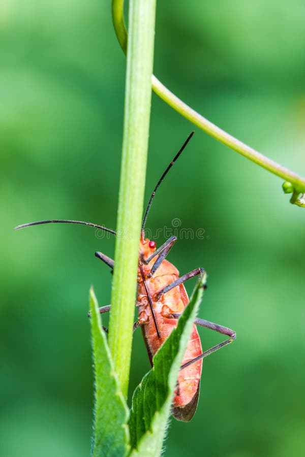Red bug on green leaf stock photo. Image of pentatomidae - 55799584