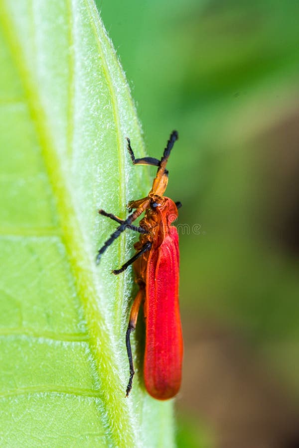 Red bug on green leaf stock image. Image of hemiptera - 54871125