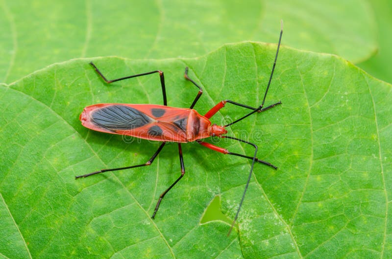 Red bug on Green leaf. stock image. Image of animal, insect - 61006423