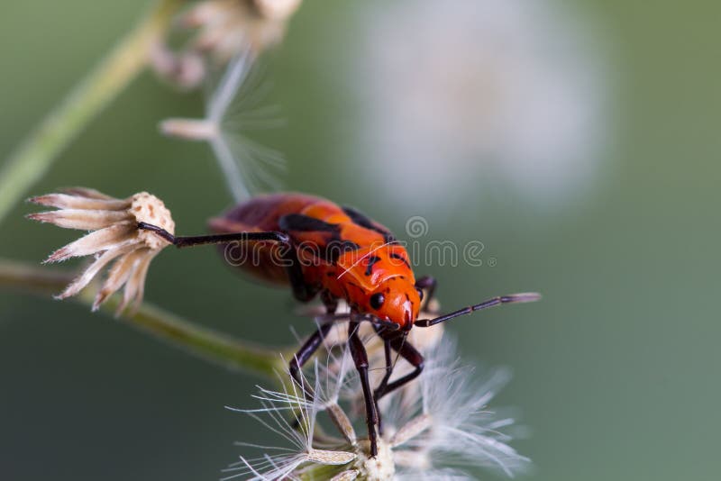 Red bug stock image. Image of legs, hemiptera, close - 62579427