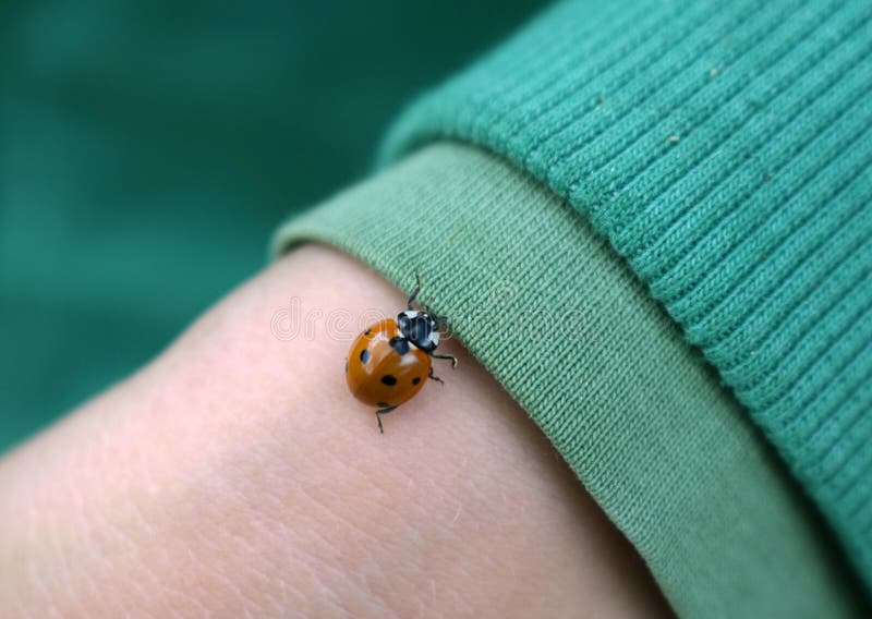 Red bug on human hand stock image. Image of green, park - 219724235