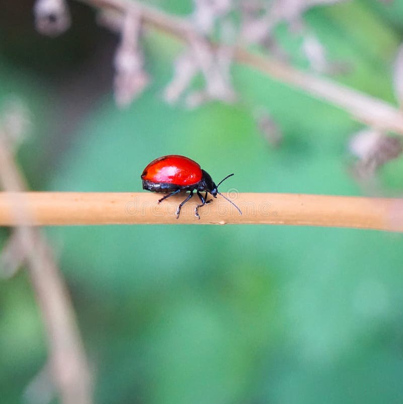 The Red Bug Insect on the Plant Stock Image - Image of garden, outdoors ...
