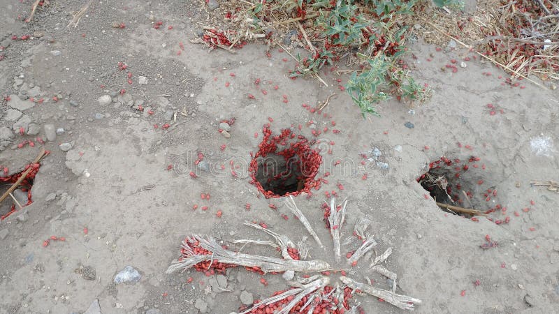 Red bug invasion stock photo. Image of pattern, plant - 230001138