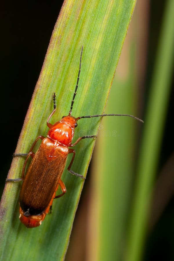 Wasp stock photo. Image of legs, animal, perched, closeup - 19896252