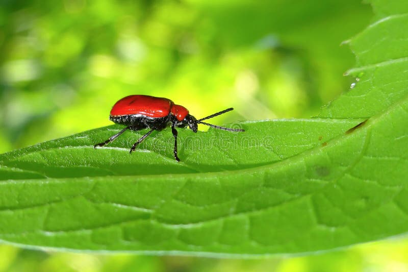 Red bug on a leaf stock photo. Image of nature, insect - 26999392