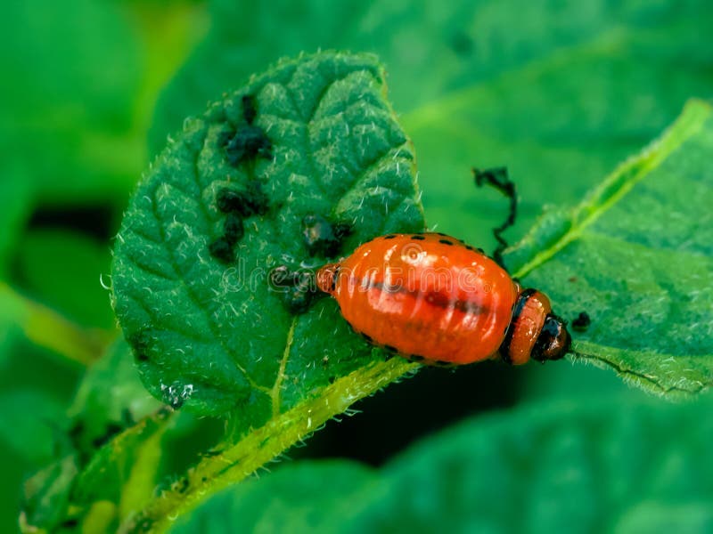 A Red Bug is on a Leaf. the Bug is Small and Has a Black Head Stock ...