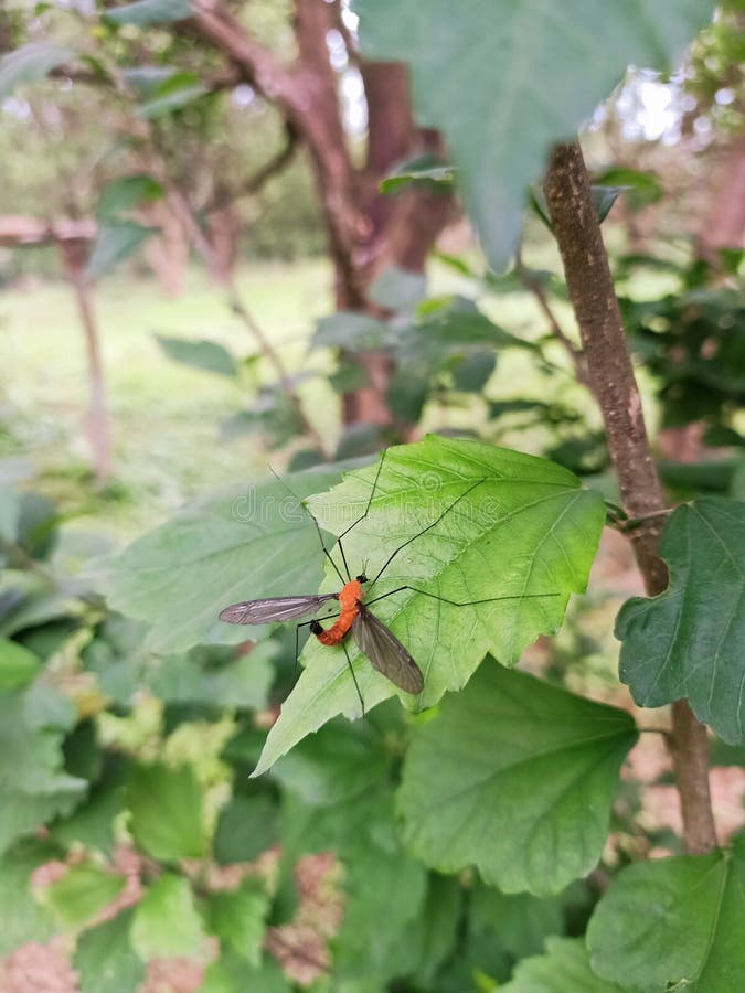Red Bug on a Leaf | Red Insect | Red Mosquito Stock Image - Image of ...