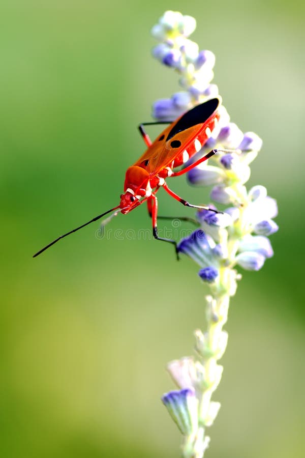 Red bug stock photo. Image of plant, soldier, hemiptera - 34172880