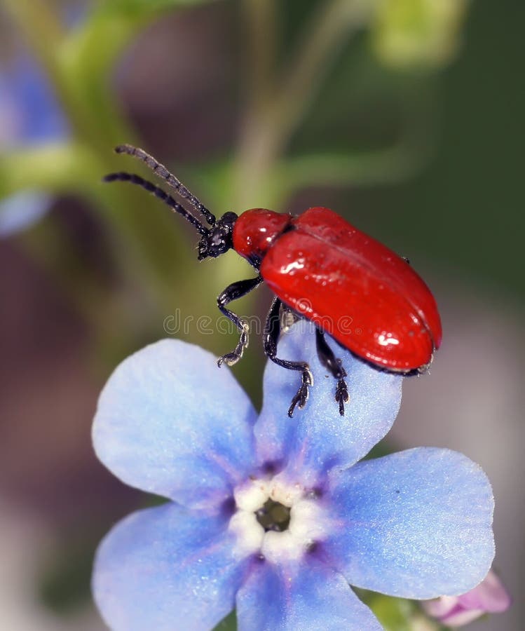 Red bug stock photo. Image of nature, healthy, natural - 70694594