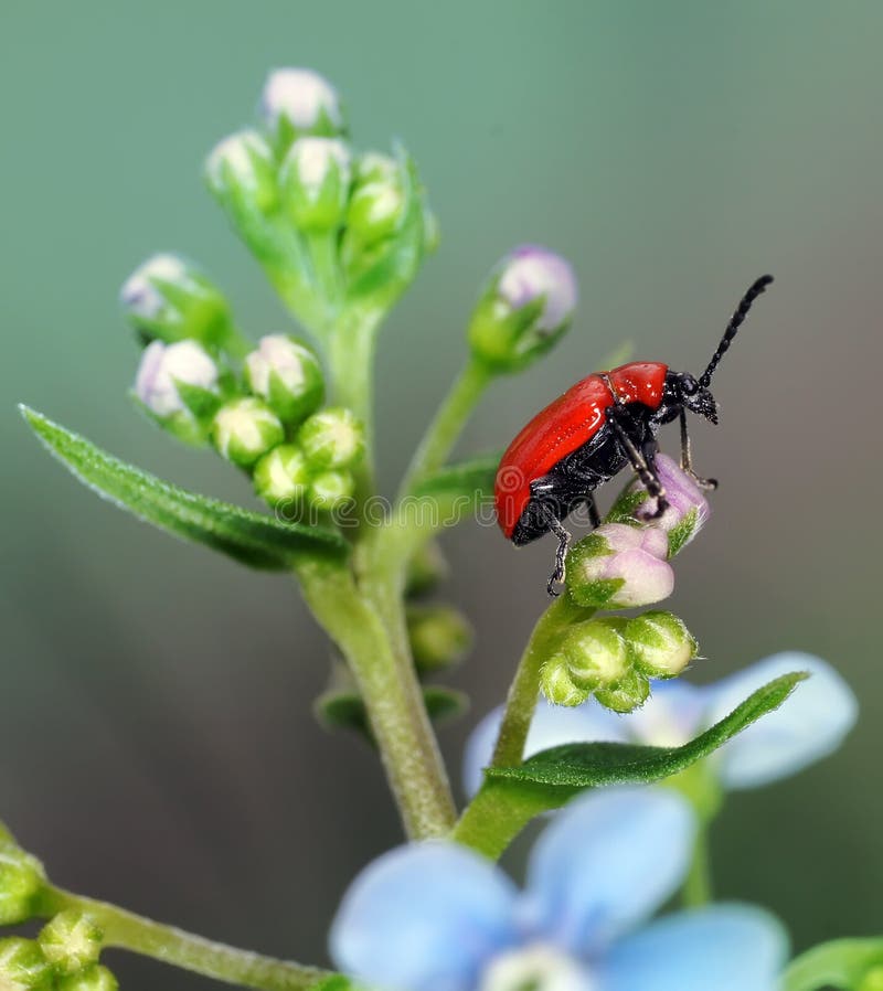 Red bug stock photo. Image of beauty, nature, garden - 70694822