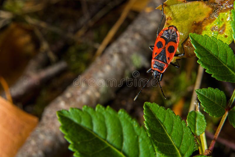 Red bug stock photo. Image of nice, boxelder, ecology - 43117222