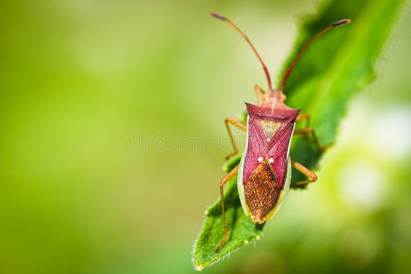 Red bug stock photo. Image of exotic, nature, hunting - 106591336