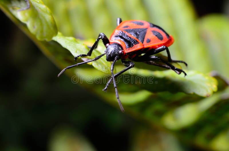Red bug Pyrrhocoridae stock image. Image of close, background - 140781133